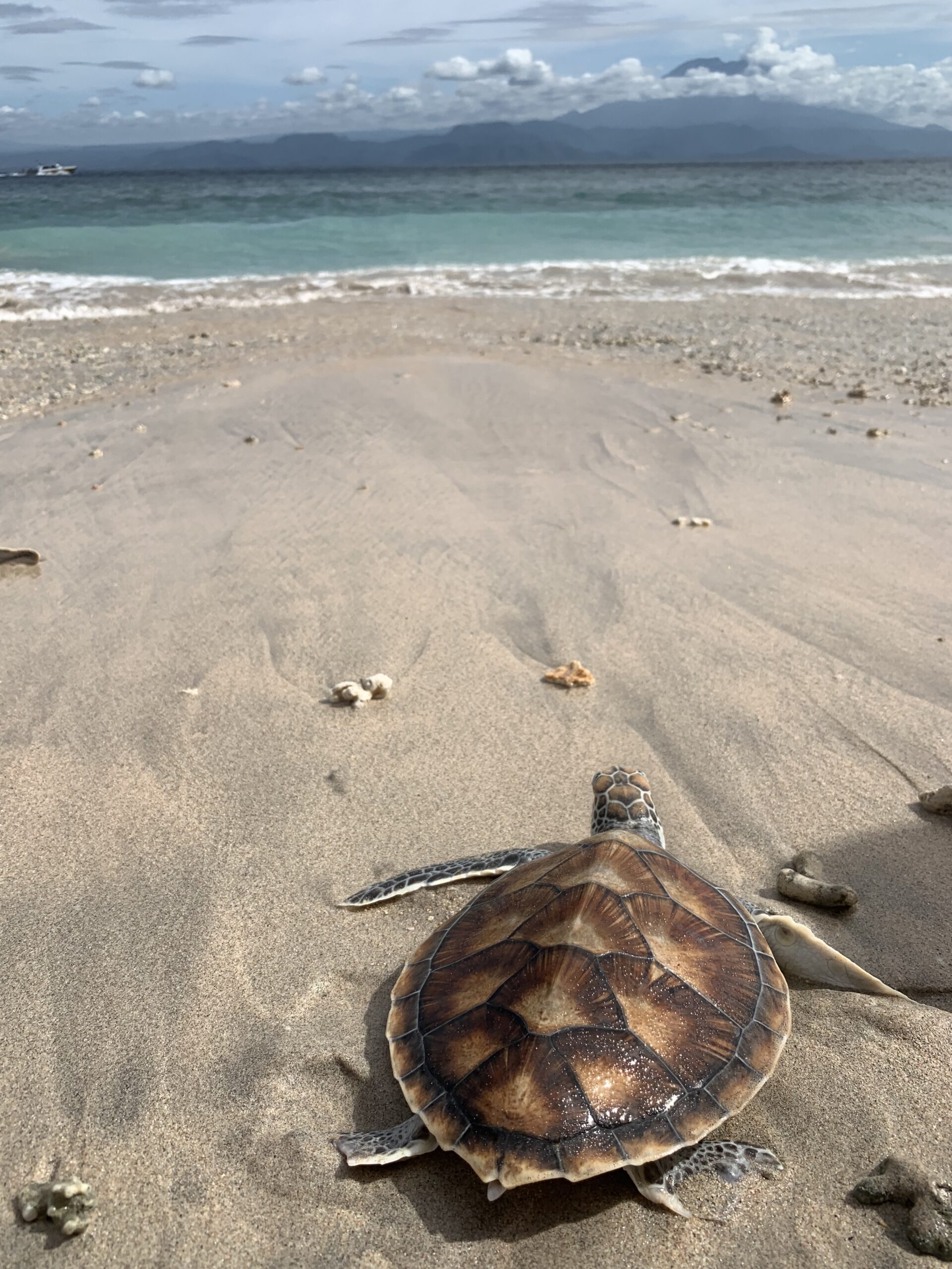 Volunteering at a Sea Turtle Conservation in Bali - Lila